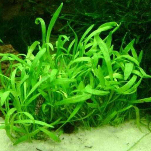 Lilaeopsis Novae Zelandiae